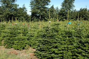 Vanlig gran - Kungsgran