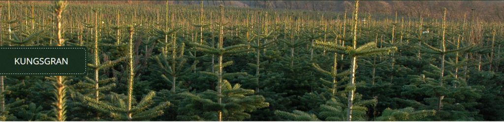 Kungsgran - Kungsgran