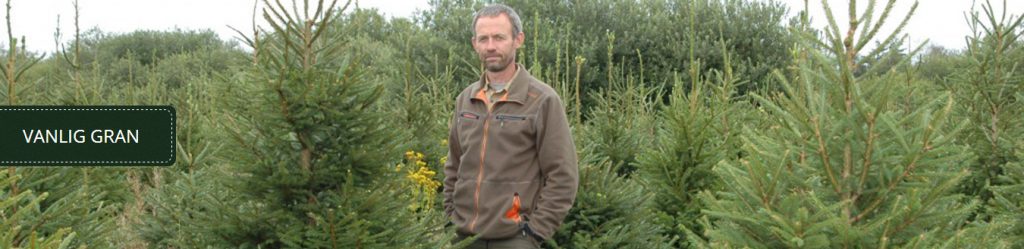 Vanlig gran - Kungsgran